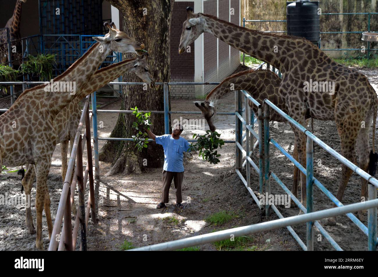 221004 -- DHAKA, Oct. 4, 2022 -- A zookeeper feeds giraffes at the ...