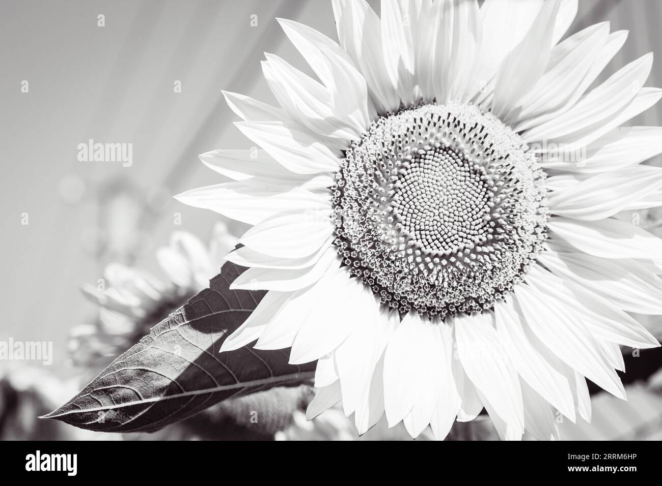 Beautiful sunflower, black and white. Agriculture concept. Pollination ...