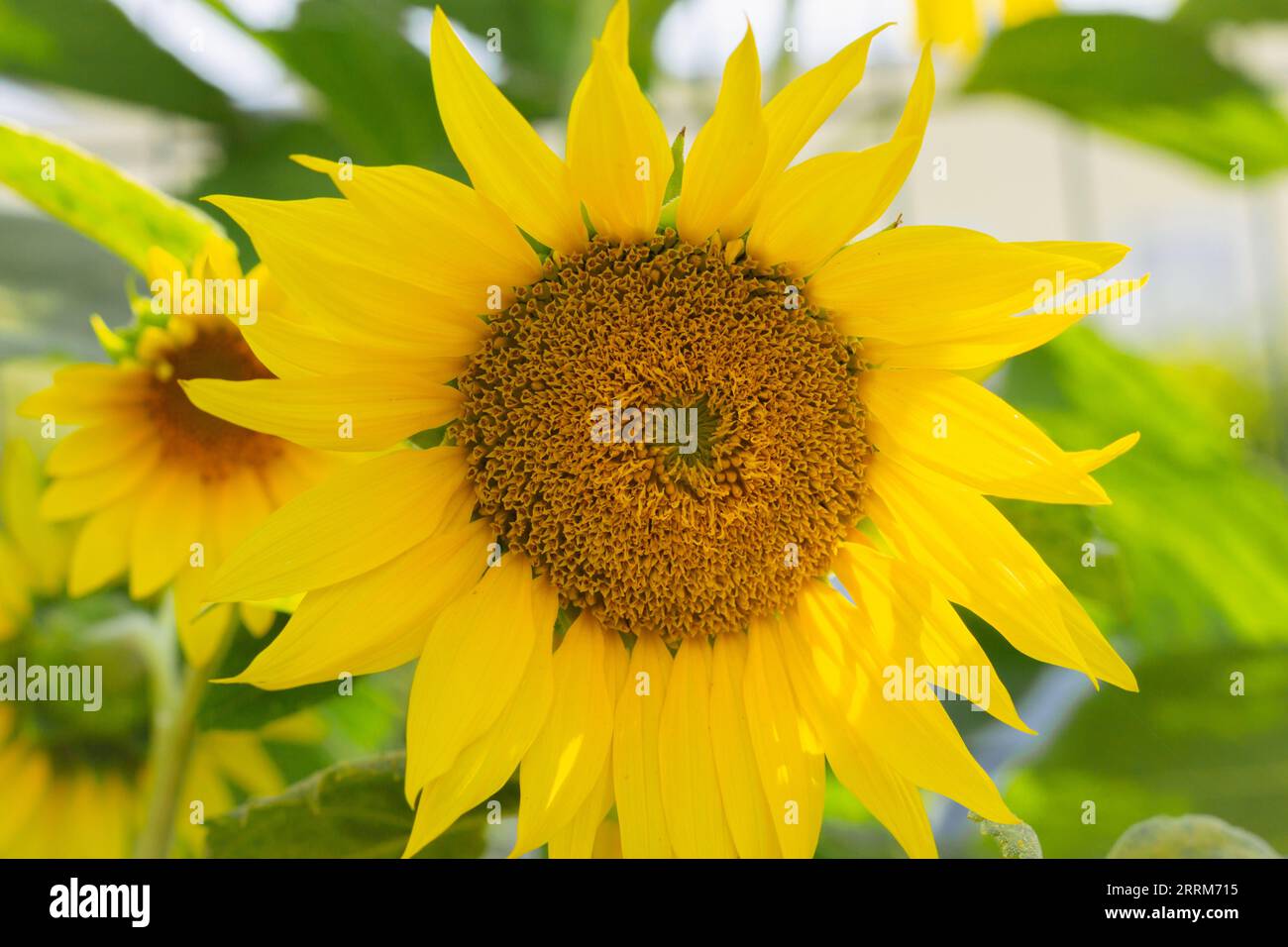 Bright sunflower, close up. Agriculture concept. Pollination concept ...
