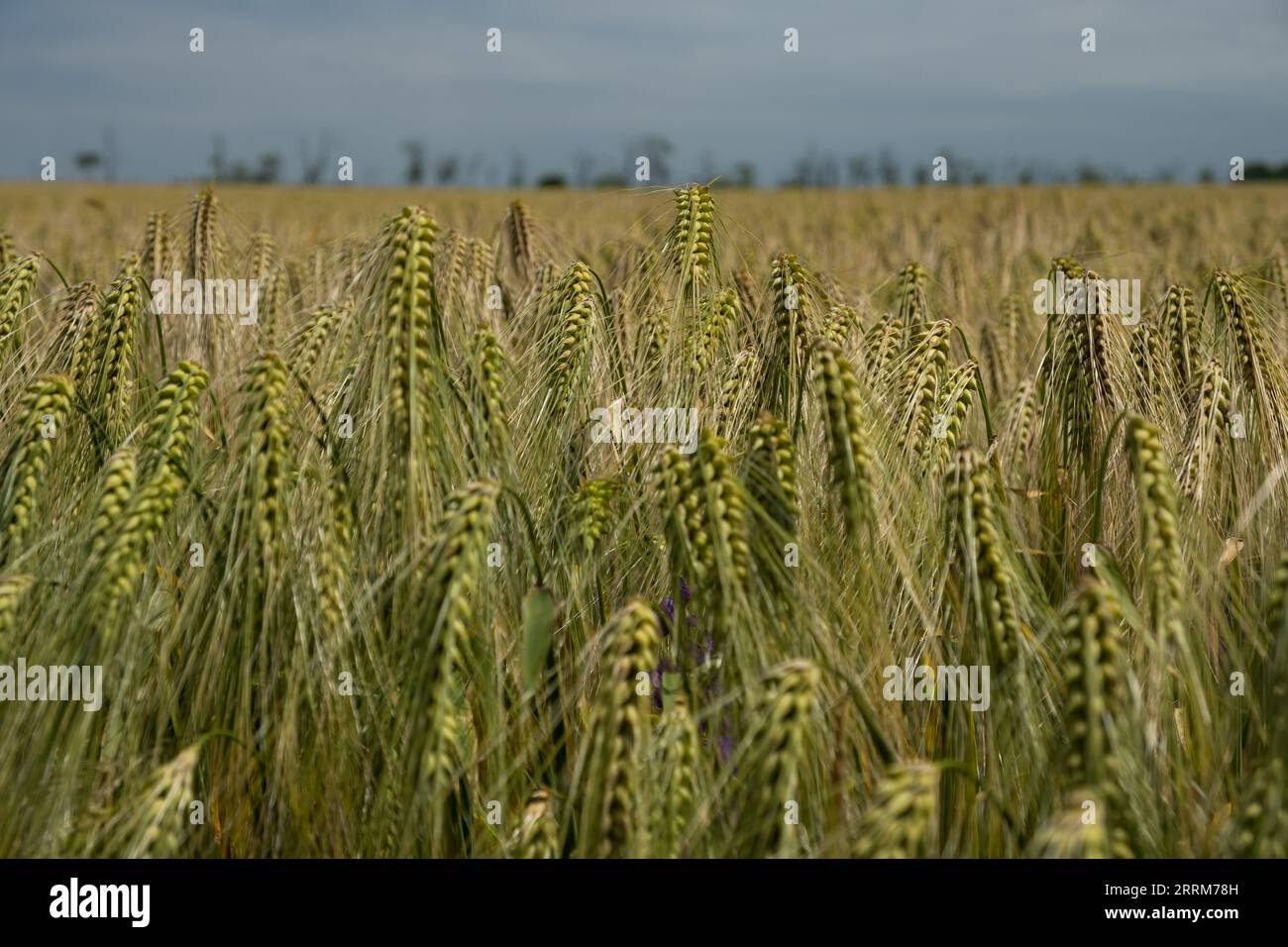 Wheat field close-up. The spikelets are swaying in the wind. The ...