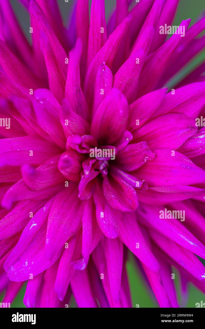 Dahlia mixture midnight party in full bloom hi-res stock photography ...