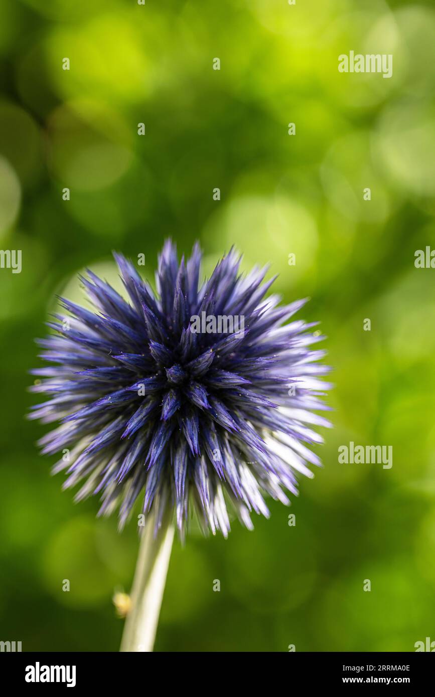 Ball thistle hi-res stock photography and images - Alamy