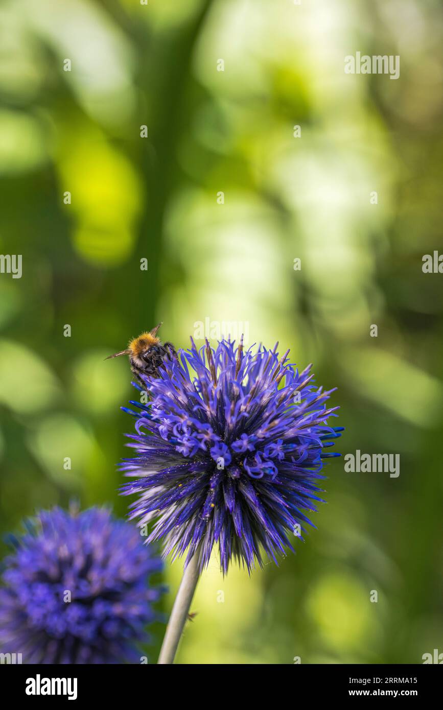 Ball thistle, close up Stock Photo - Alamy
