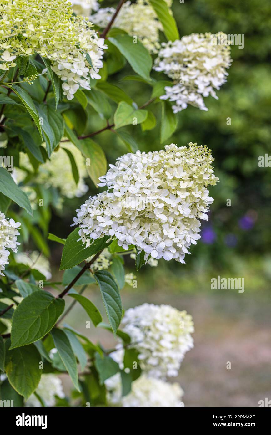 Flowering panicle hydrangea 'Grandiflora' (Hydrangea paniculata) in the ...