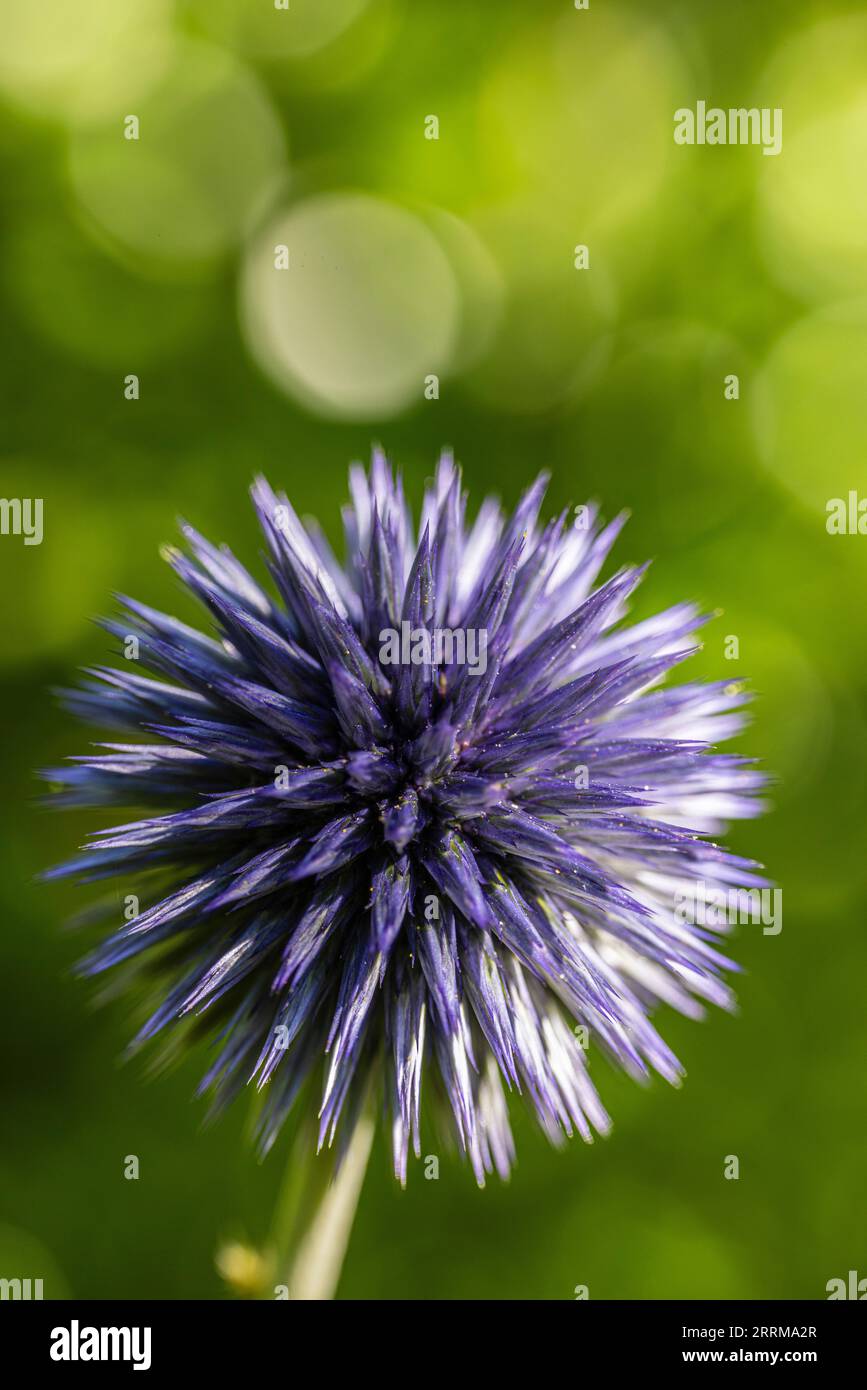 Ball thistle hi-res stock photography and images - Alamy