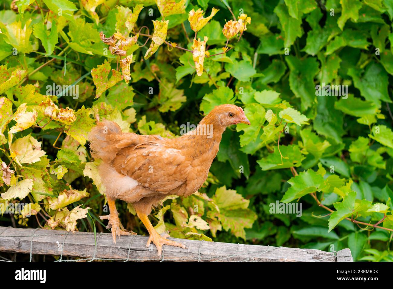 young red hen on natural green background Stock Photo - Alamy