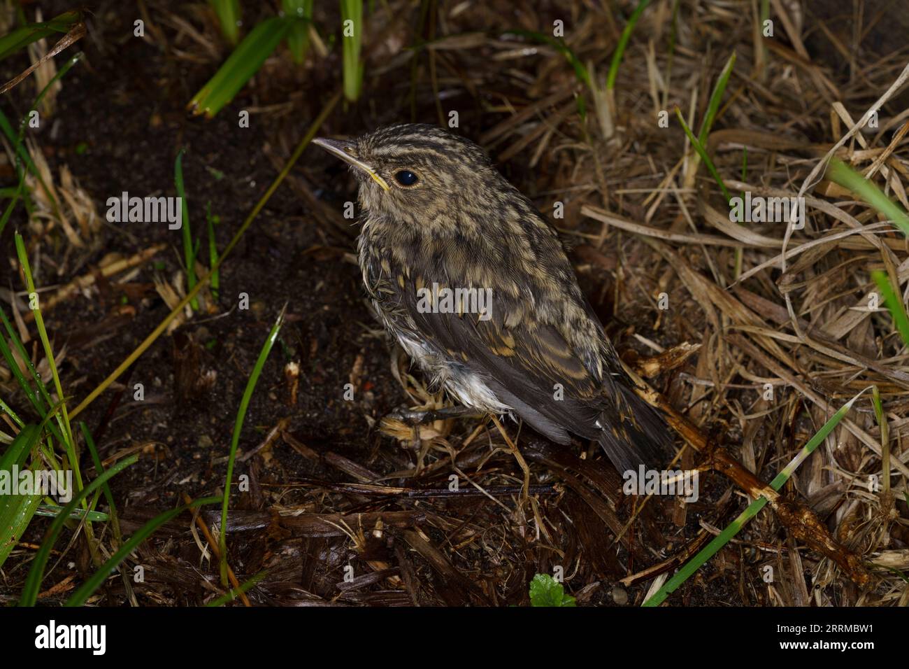 Muscicapa striata Family Alcidae Genus Muscicapa Spotted flycatcher ...