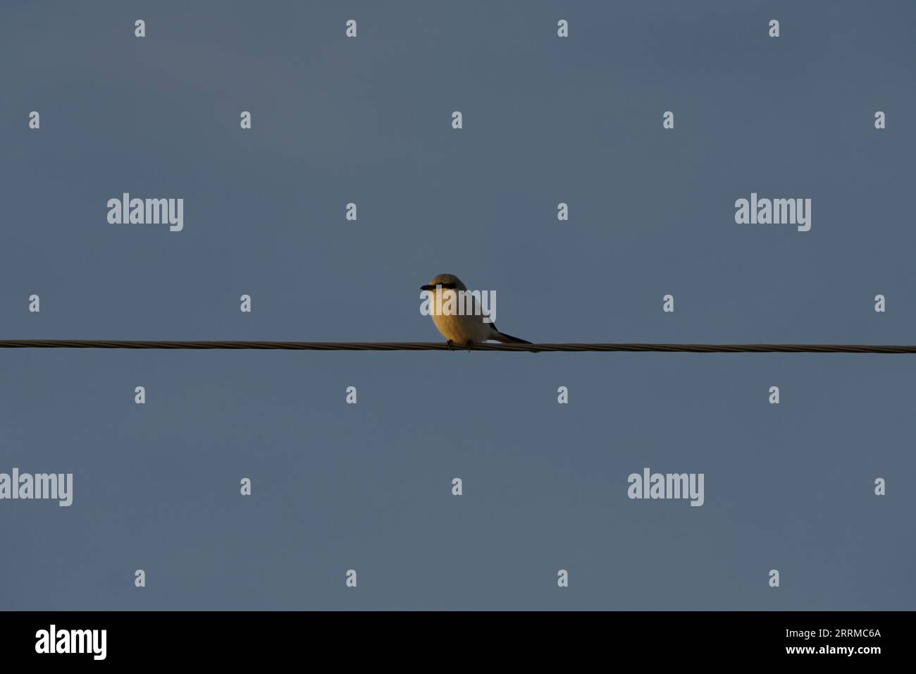 Laniidae hi-res stock photography and images - Alamy