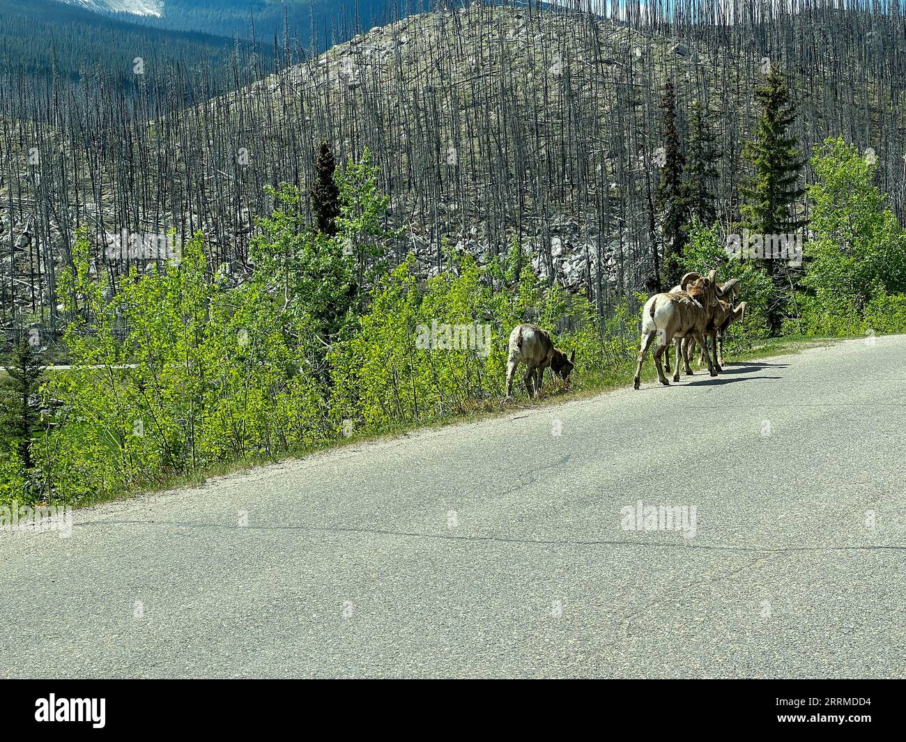 Jasper, AB Canada - May26, 2023: Big Horn Sheep walking along Maligne ...