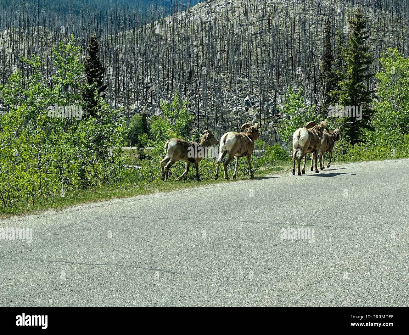 Jasper, AB Canada - May26, 2023: Big Horn Sheep walking along Maligne ...