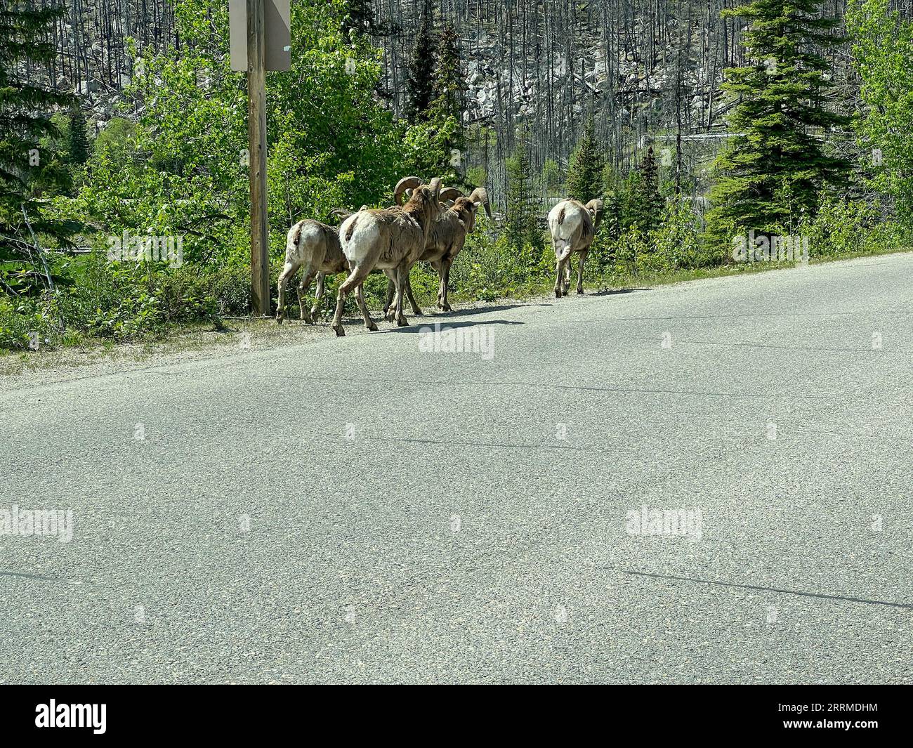 Jasper, AB Canada - May26, 2023: Big Horn Sheep walking along Maligne ...