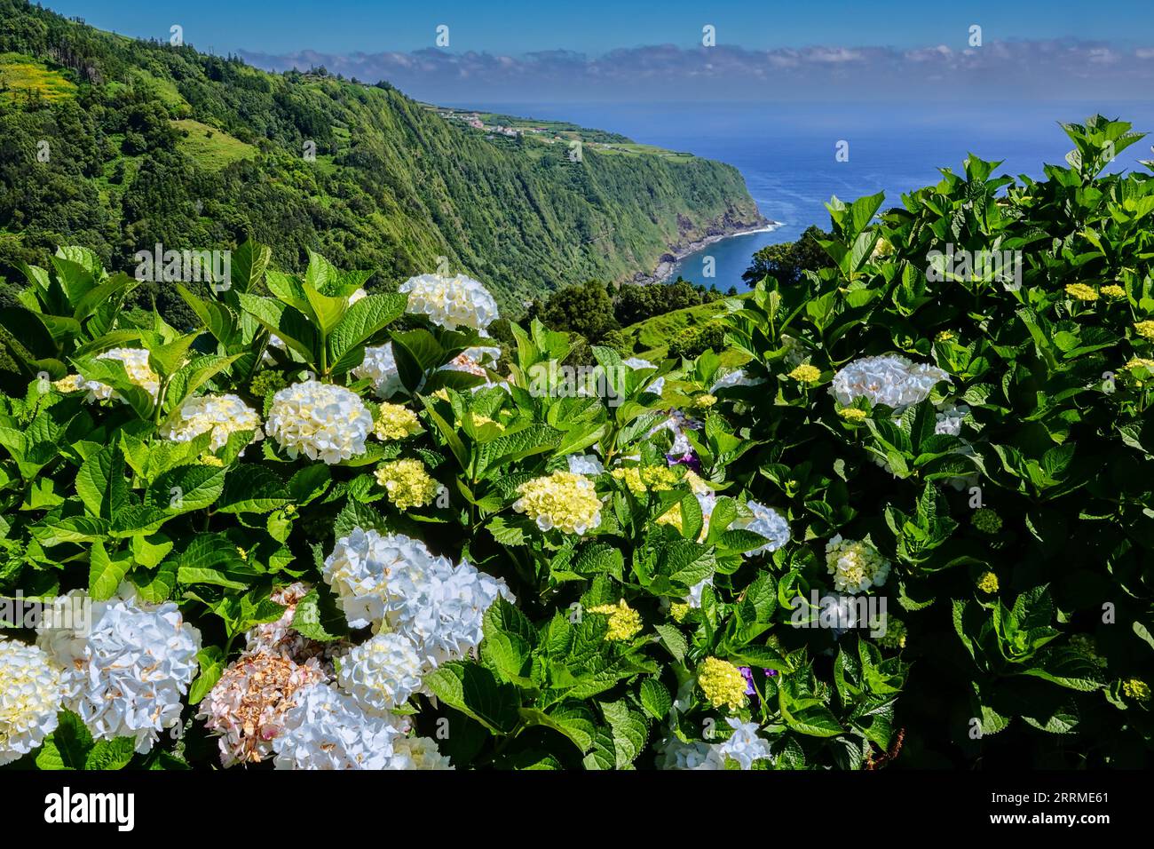 Hydrangea shrubs clinging to the cliffs edge at Sossego Viewpoint near ...