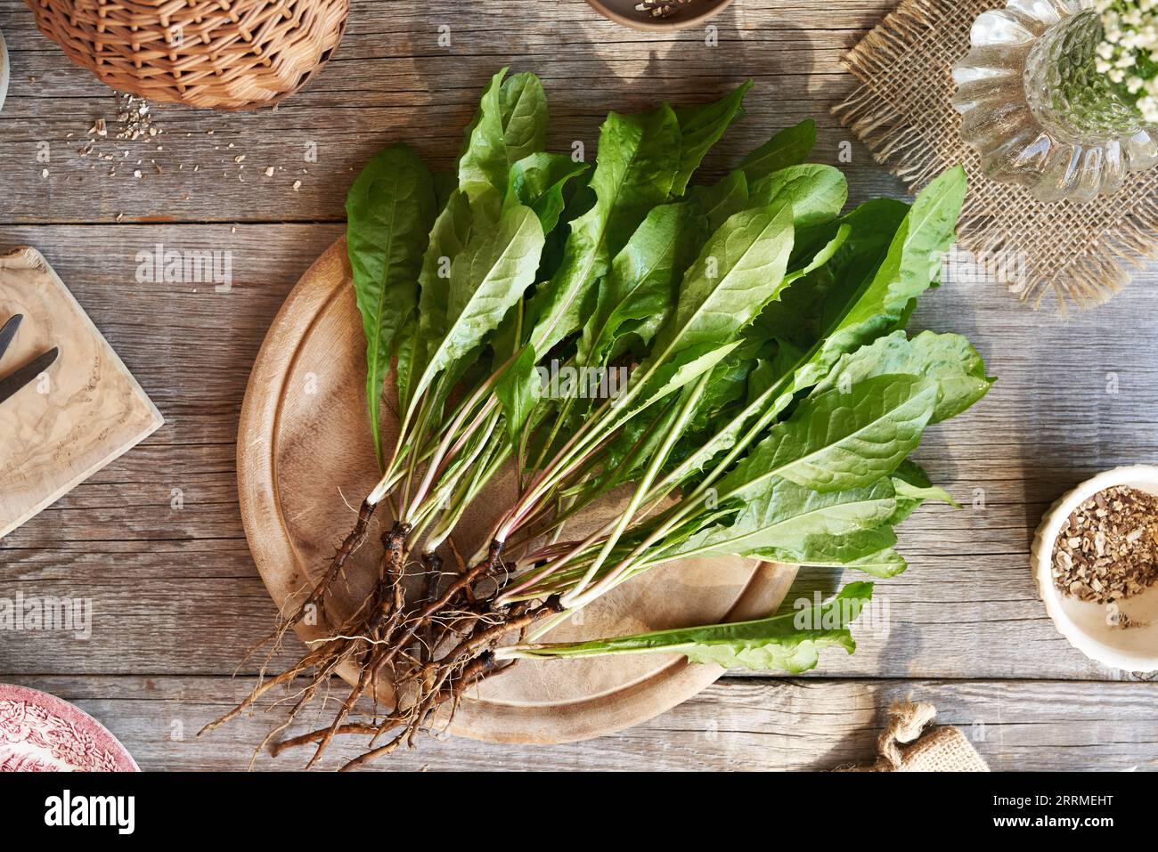 Fresh whole dandelion plants with roots in a wooden table, top view ...
