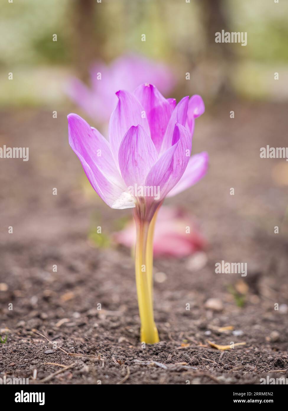 Autumn purple crocuses bloomed above the ground. Close-up of a group of ...