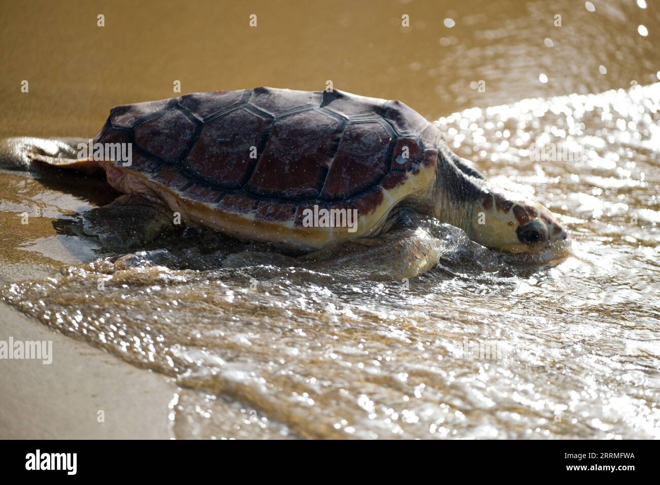 Malta manikata turtle hi-res stock photography and images - Alamy