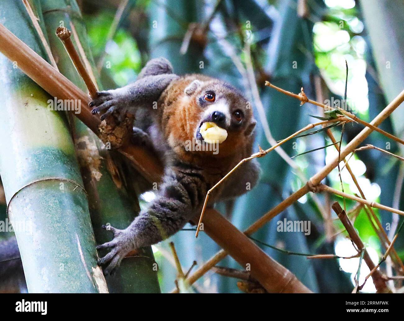 221028 -- NAIROBI, Oct. 28, 2022 -- A lemur is seen in Moheli, Comoros ...