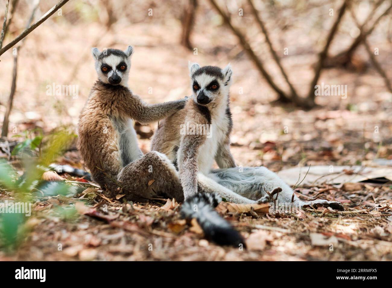 221028 -- NAIROBI, Oct. 28, 2022 -- Lemurs are seen near Antananarivo ...