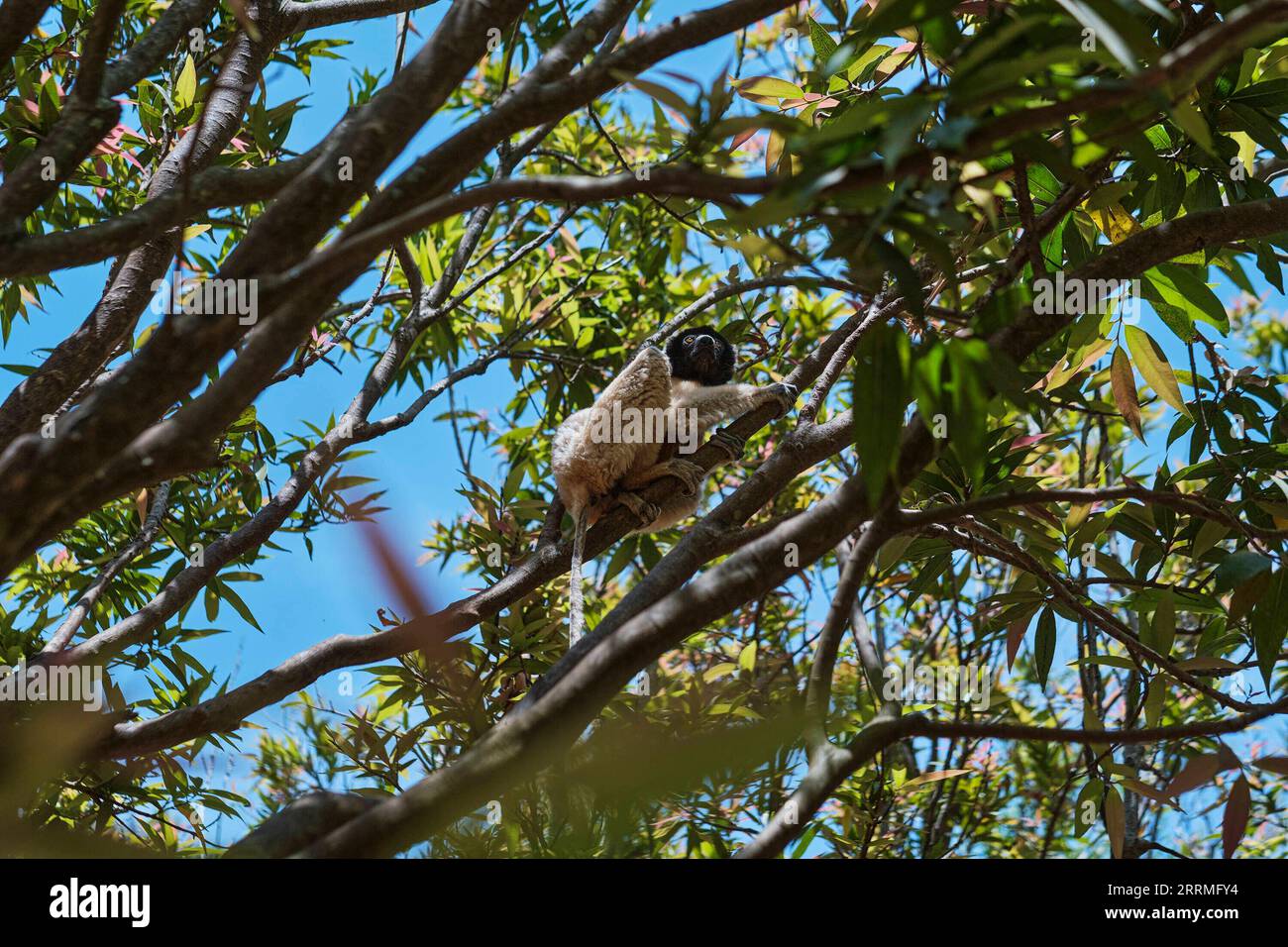 221028 -- NAIROBI, Oct. 28, 2022 -- A lemur is seen near Antananarivo ...