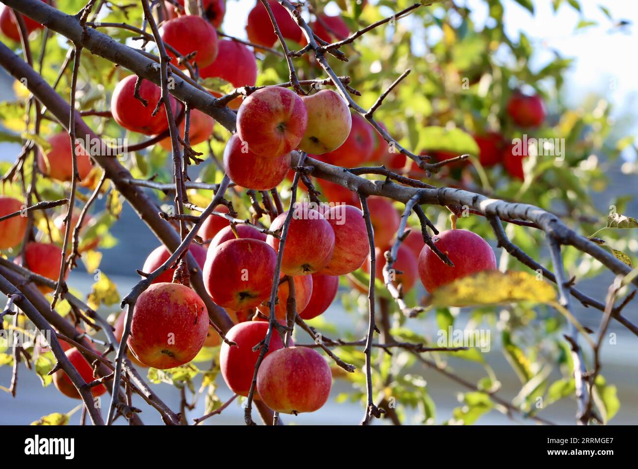 Apple tree, Malus domestica, with red apples ready for picking in a ...
