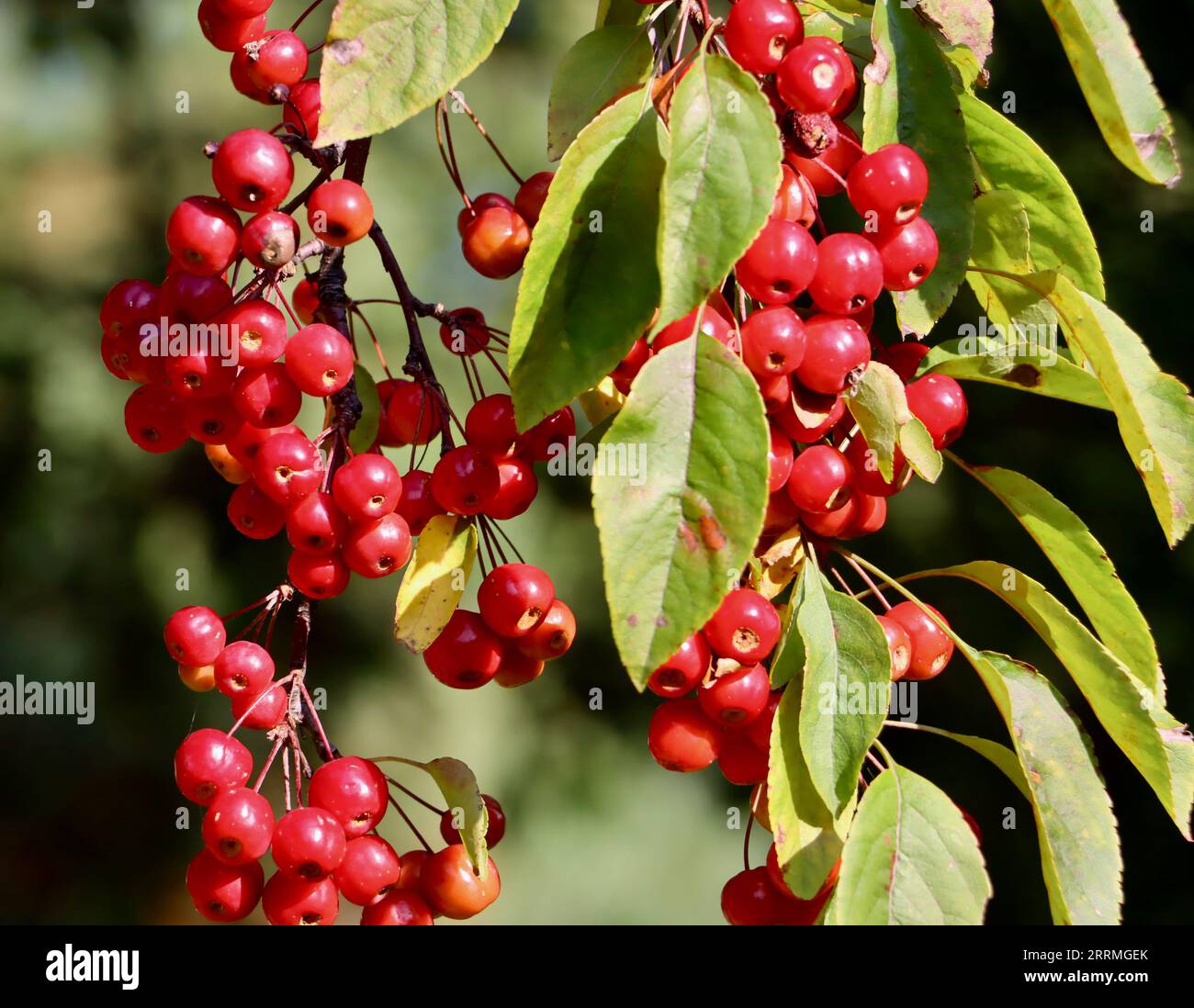 Tree with hanging berries hi-res stock photography and images - Alamy