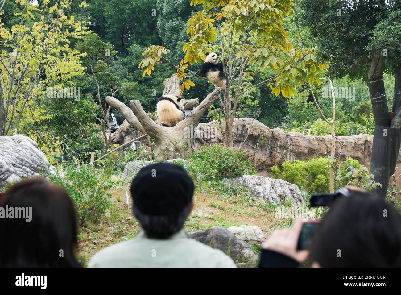 221029 -- TOKYO, Oct. 29, 2022 -- Visitors watch giant pandas at the ...