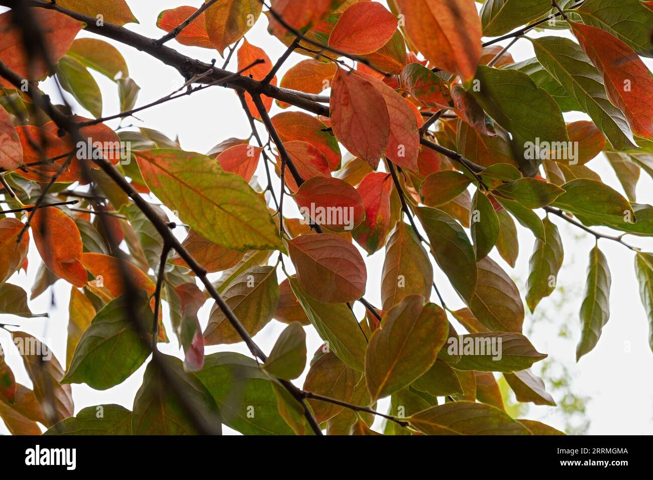 Background of red-green autumn leaves. Autumn months September October ...