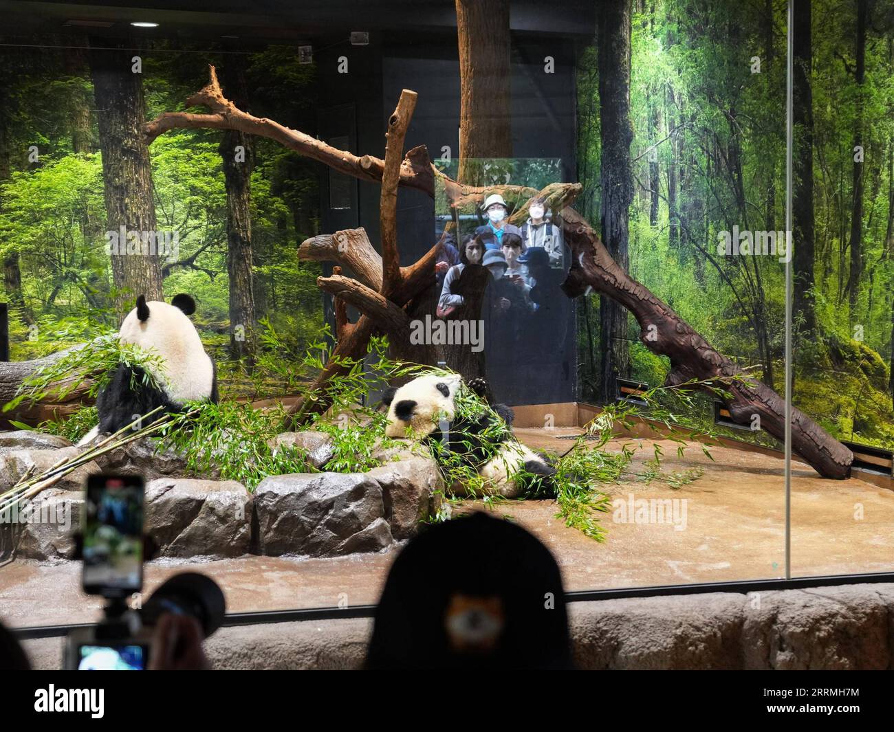 221029 -- TOKYO, Oct. 29, 2022 -- Giant pandas eat bamboos at the Ueno ...