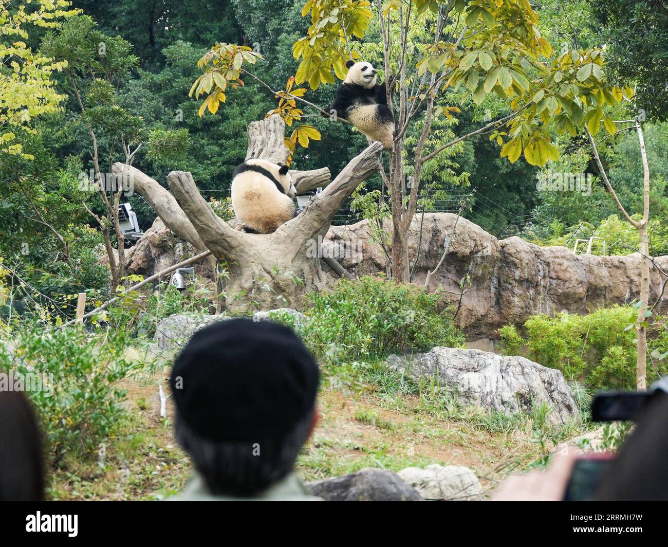 221029 -- TOKYO, Oct. 29, 2022 -- Visitors watch giant pandas at the ...