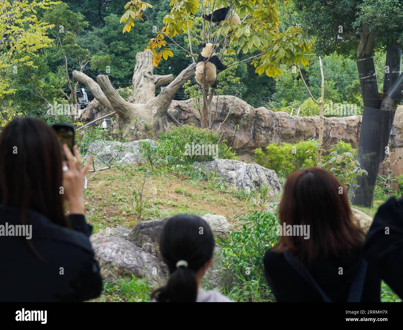 221029 -- TOKYO, Oct. 29, 2022 -- Visitors watch giant pandas at the ...