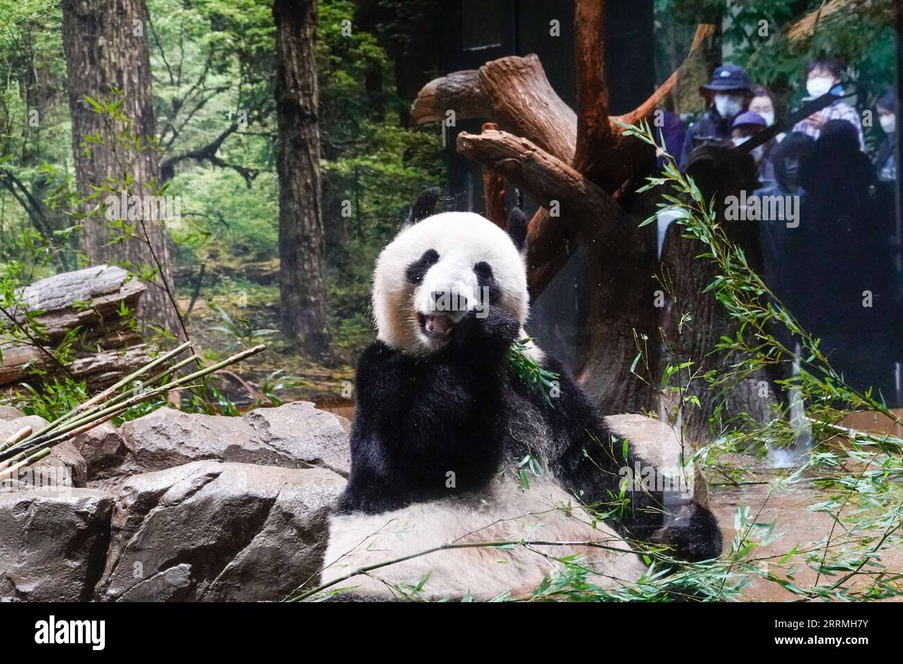 221029 -- TOKYO, Oct. 29, 2022 -- Visitors watch a giant panda at the ...