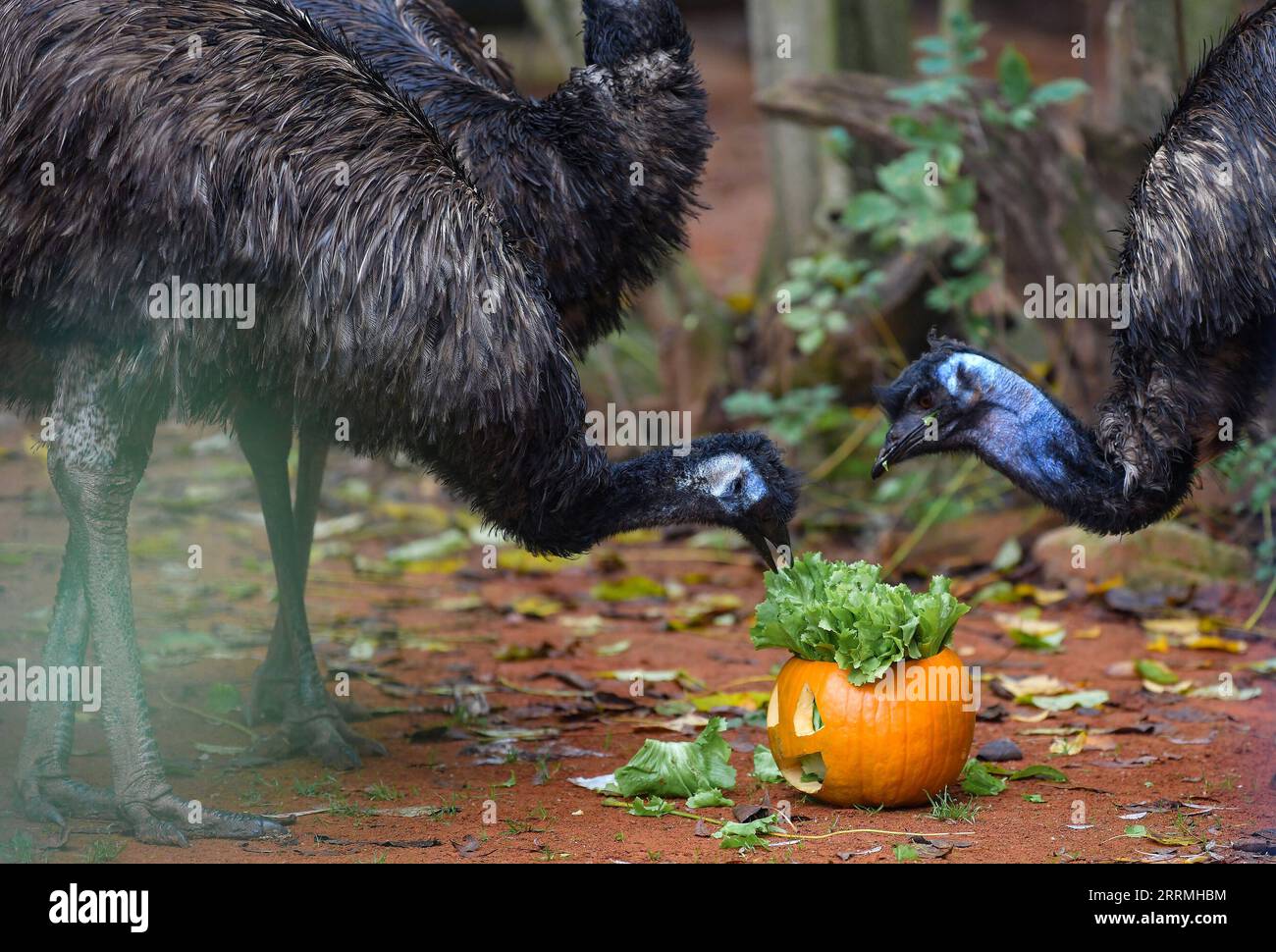 221031 -- ZAGREB, Oct. 31, 2022 -- Emus eat from a pumpkin filled with ...