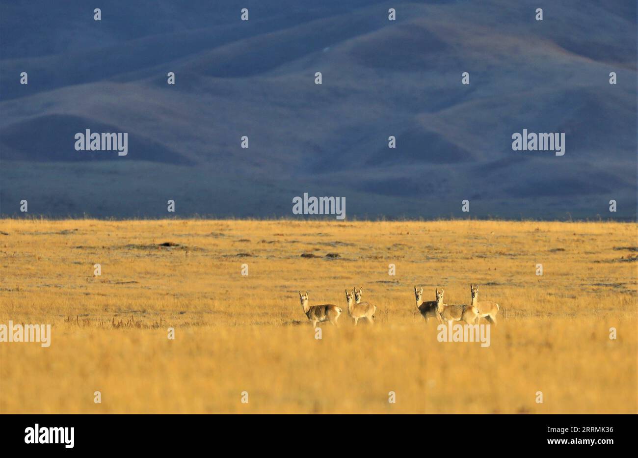 221103 -- ABA, Nov. 3, 2022 -- A herd of Tibetan antelope roam in the ...
