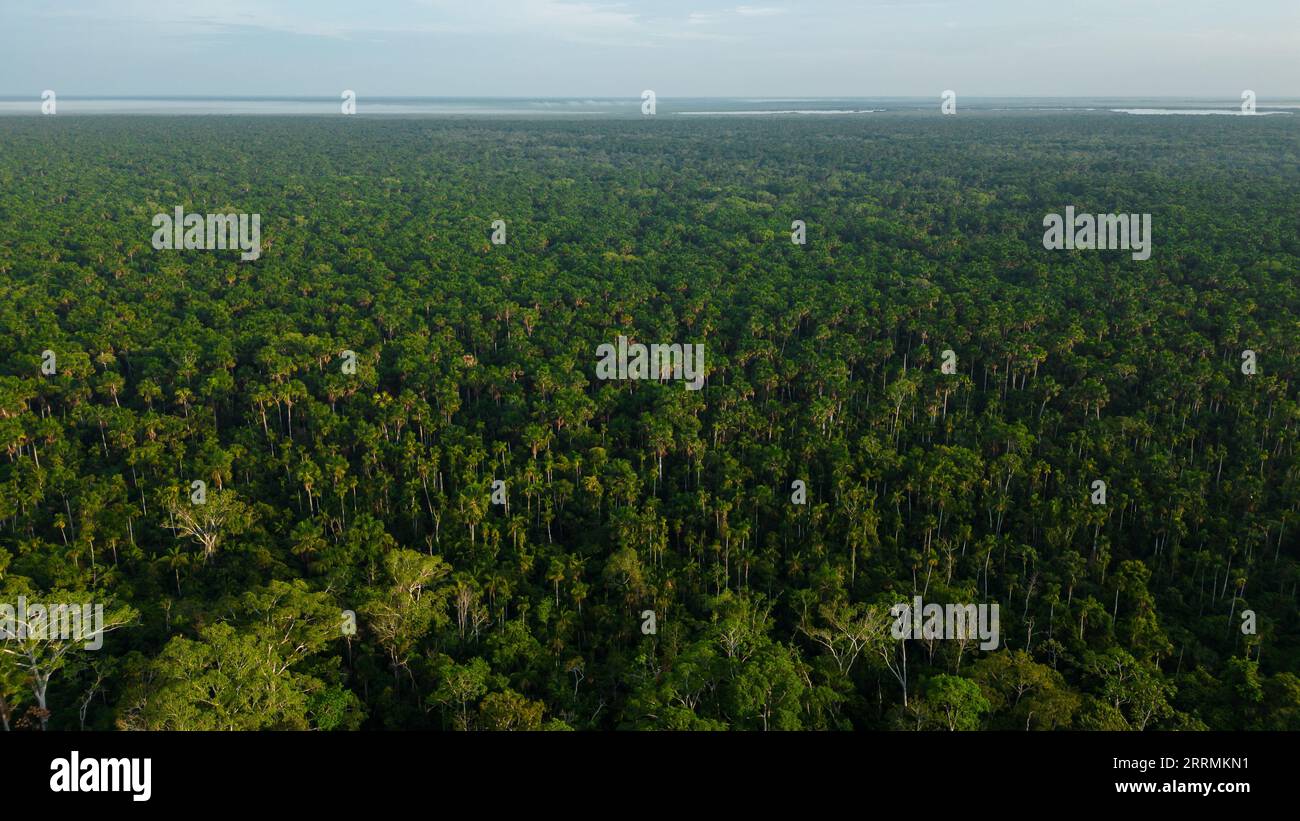 Aguaje forests, or aguajales commonly known in the Amazon, important ...