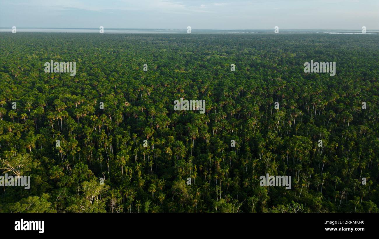 Aguaje forests, or aguajales commonly known in the Amazon, important ...