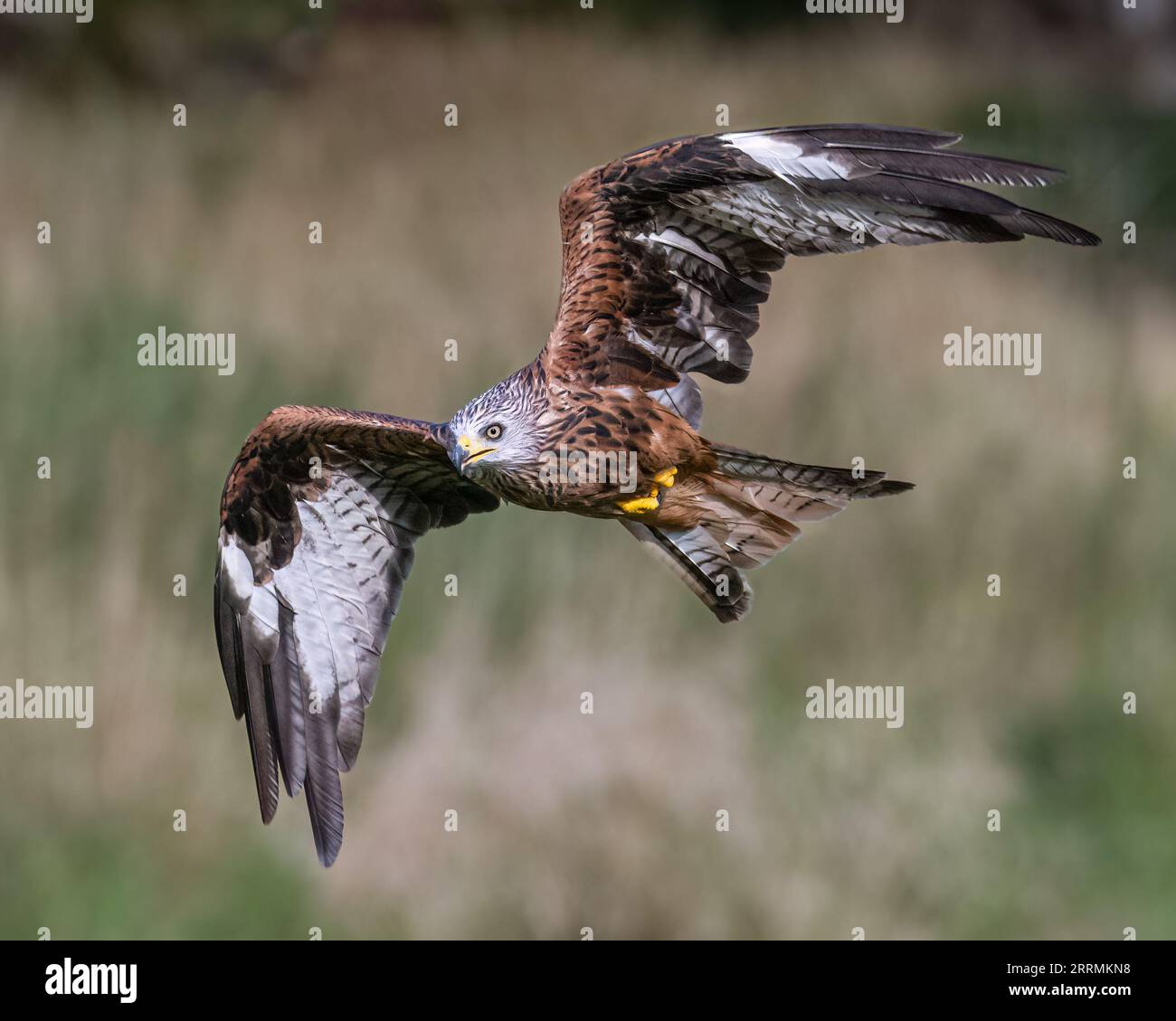 Kites legs hi-res stock photography and images - Alamy