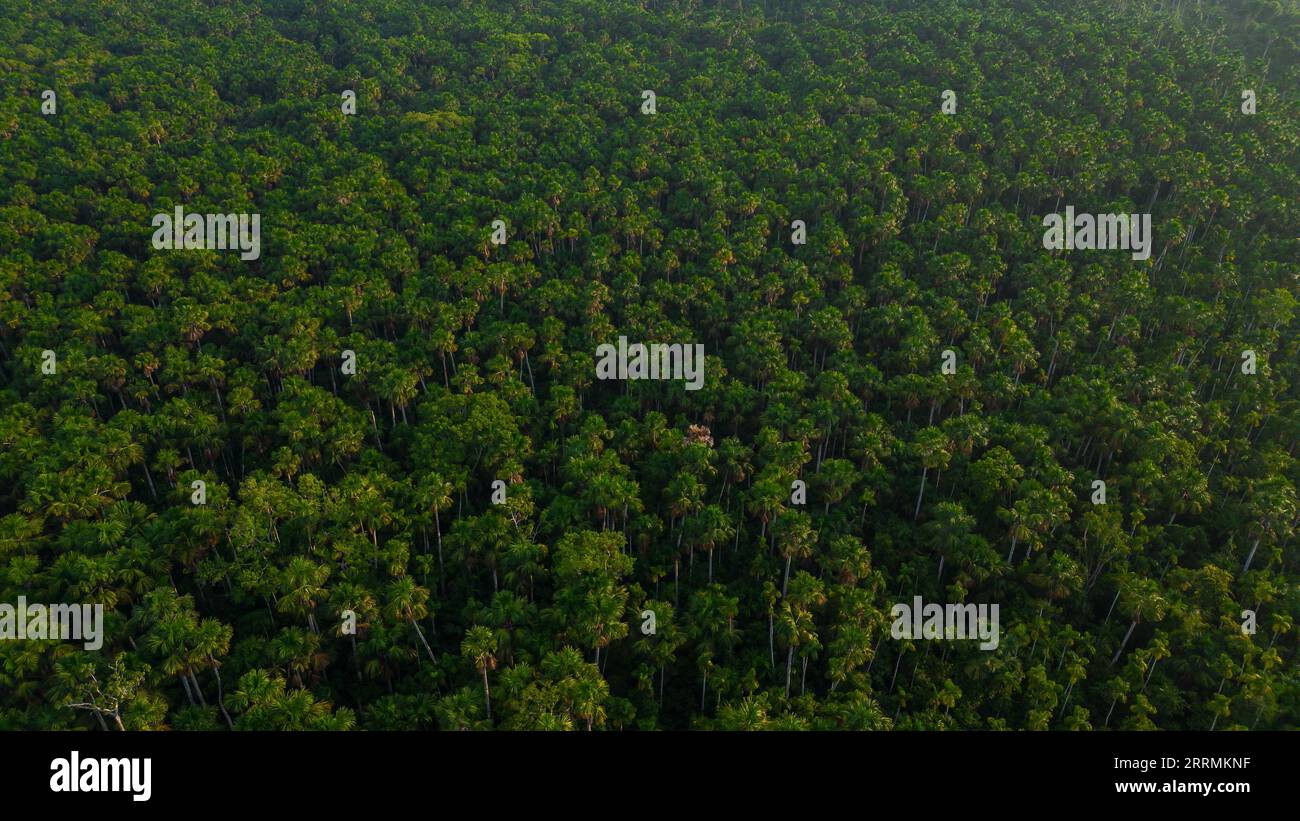 Aguaje forests, or aguajales commonly known in the Amazon, important ...