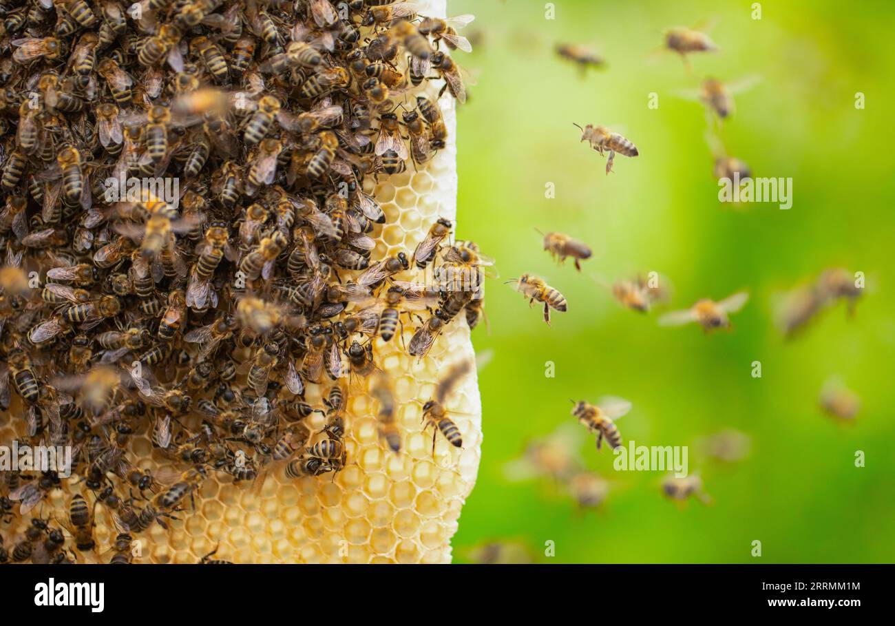 Unveiling the Wonders of the Natural World: Beehives and Bees in their ...