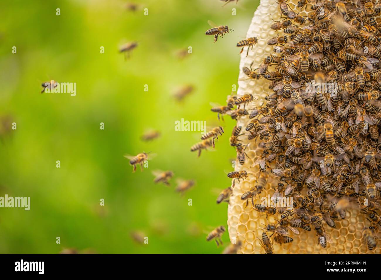 Captivating Glimpse into the Wild: Beehives and Bees in their Natural ...