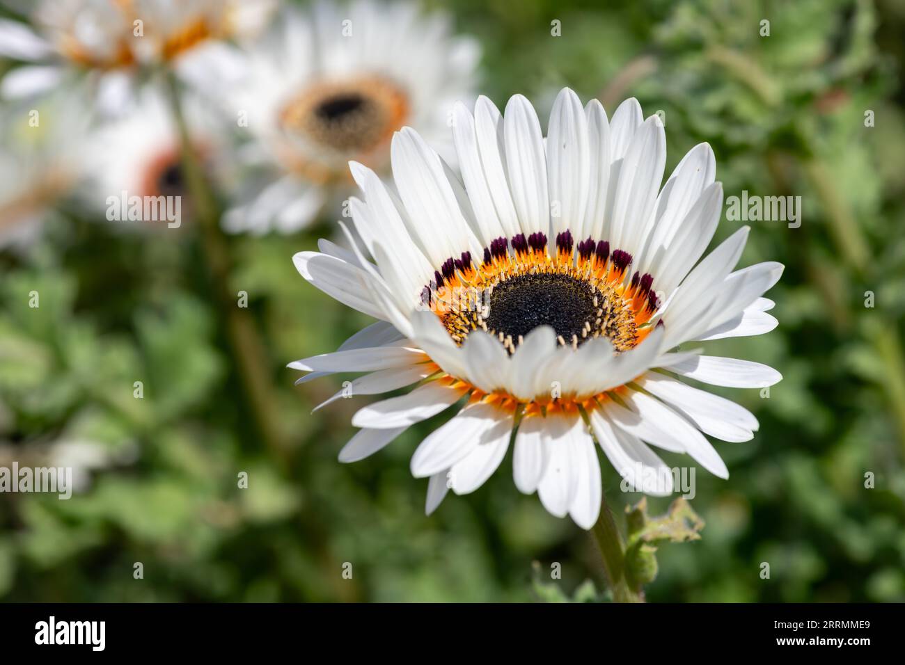 Arctotis fastuosa hi-res stock photography and images - Alamy