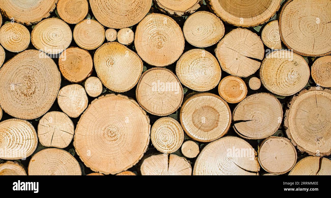 Textured Elegance: Exploring Decorative Wood Grain in Cross-Sections ...