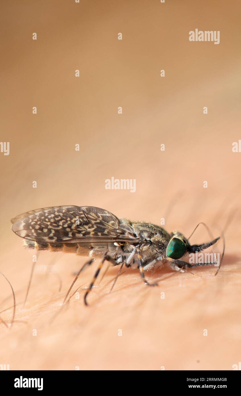Microscopic Menace: Zooming In on an Insect's Bite Stock Photo - Alamy