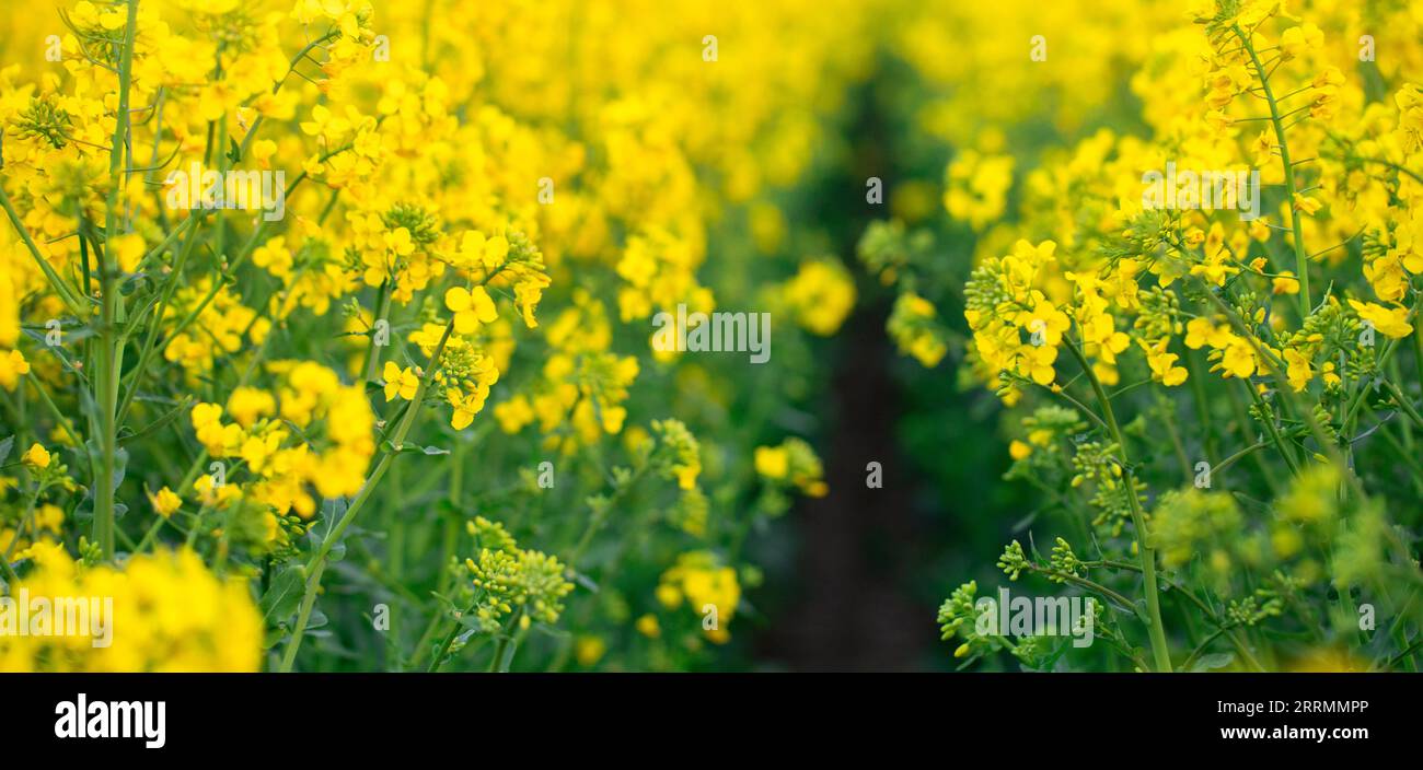 Rapeseed Symphony: Nature's Spectacle in Full Yellow Bloom Stock Photo ...