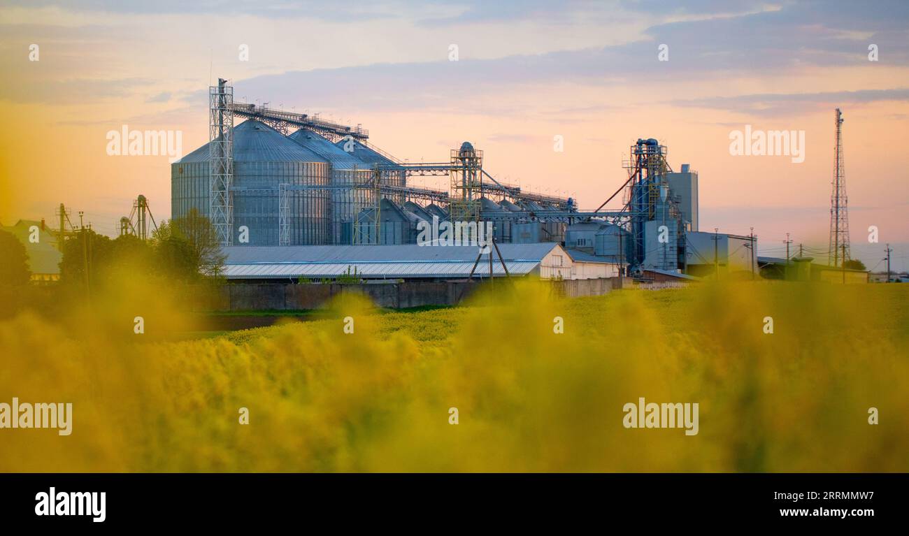 Harvest Harmony: Rapeseed Flower and Grain Elevator in Unity Stock ...