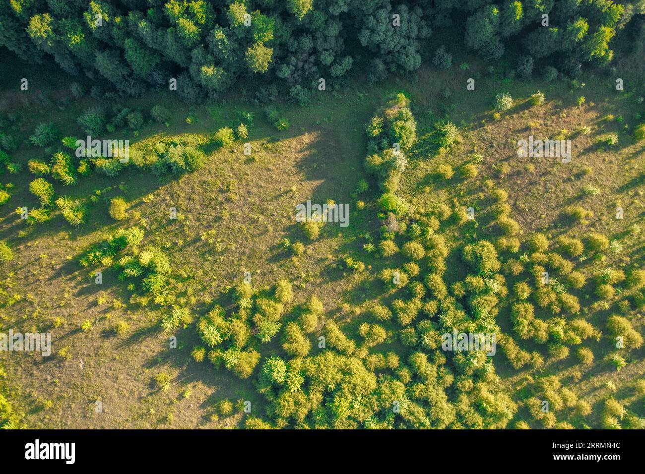 Aerial Splendor: The Verdant Forest in Full Summer Bloom Stock Photo ...