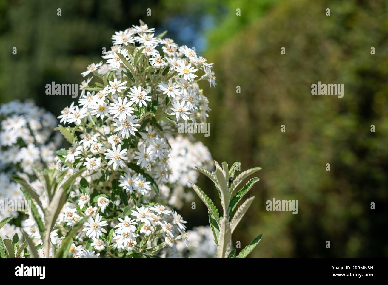 Snowy daisy shrub hi-res stock photography and images - Alamy