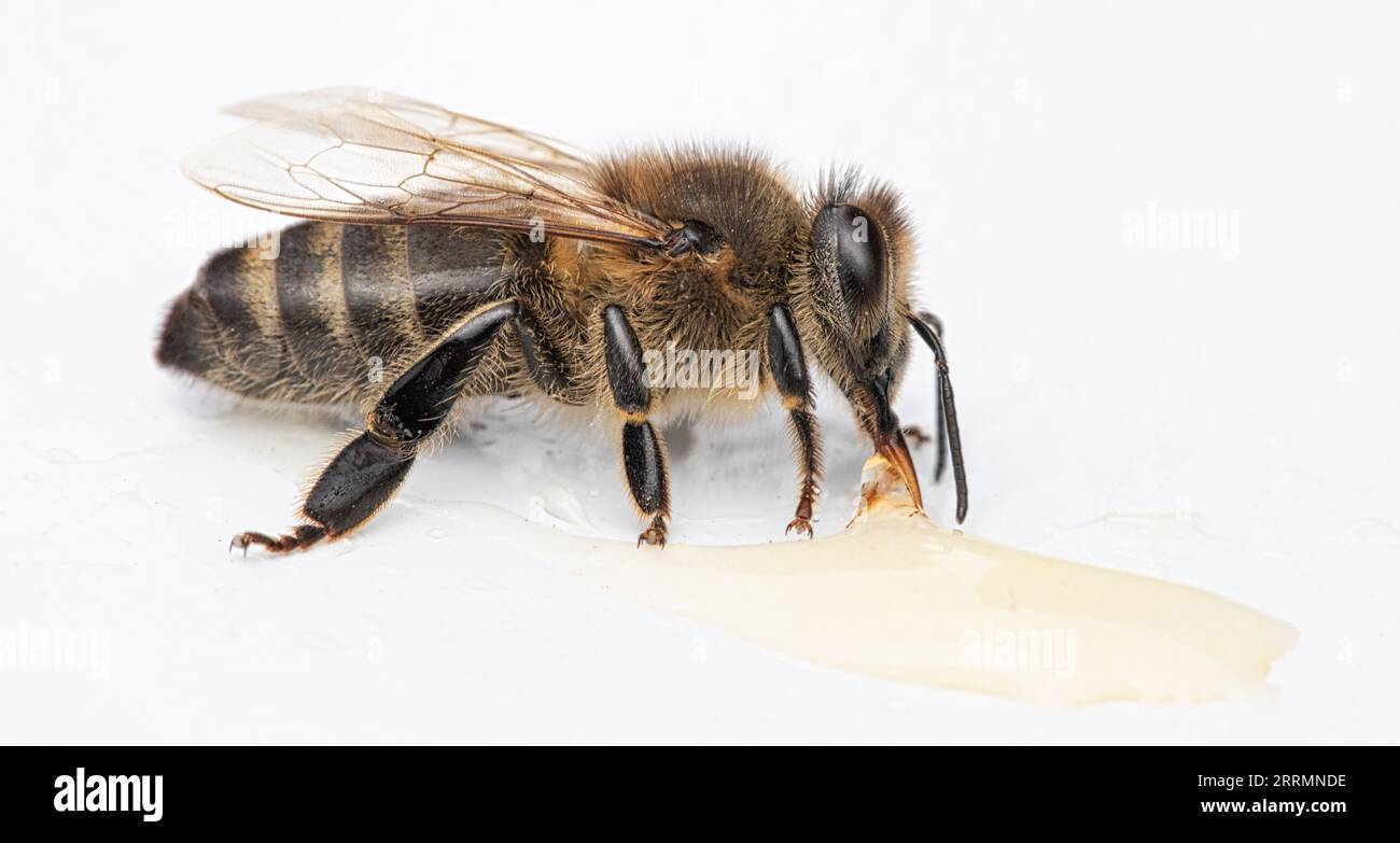 Bee's Ballet: Graceful Movements on a Pure White Stage Stock Photo - Alamy