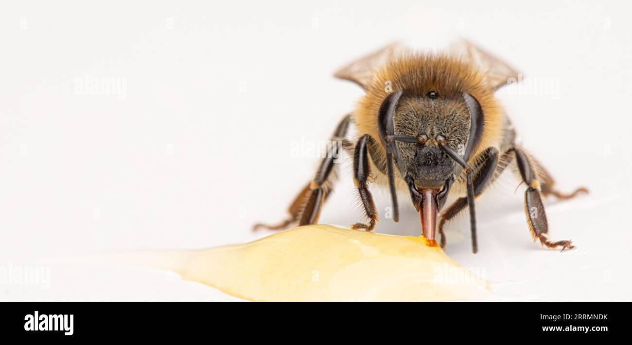 Dance of Nature: Bee's Flight on a Pristine White Palette Stock Photo ...