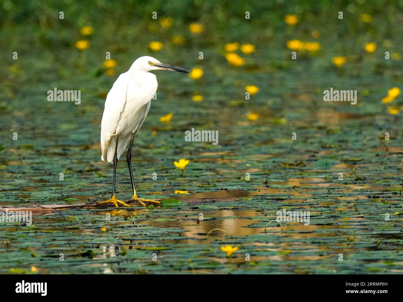 Chna chongqing wetlands hi-res stock photography and images - Alamy