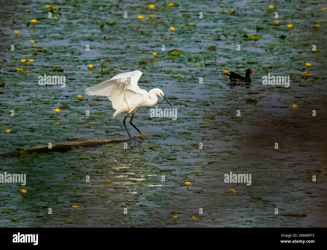 China chongqing wetlands hi-res stock photography and images - Alamy