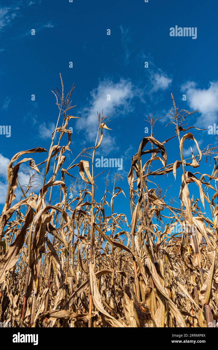Blue sky over corn field hi-res stock photography and images - Alamy